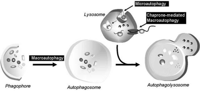 Decomposition timeline | Timetoast timelines