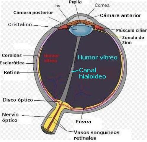 DESARROLLO EMBRIOLÓGICO DEL OJO HUMANO timeline | Timetoast timelines