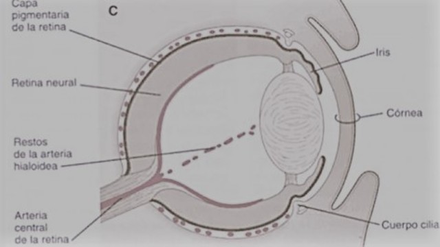 DESARROLLO EMBRIOLÓGICO DEL OJO HUMANO timeline | Timetoast timelines