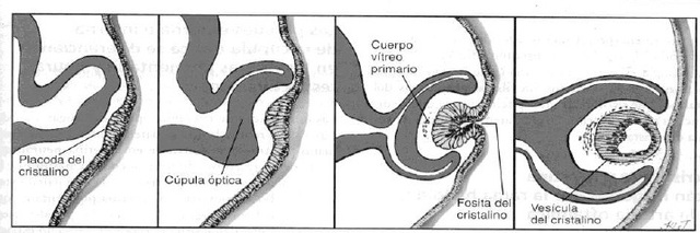 EMBRIOGENIA DEL OJO timeline | Timetoast timelines