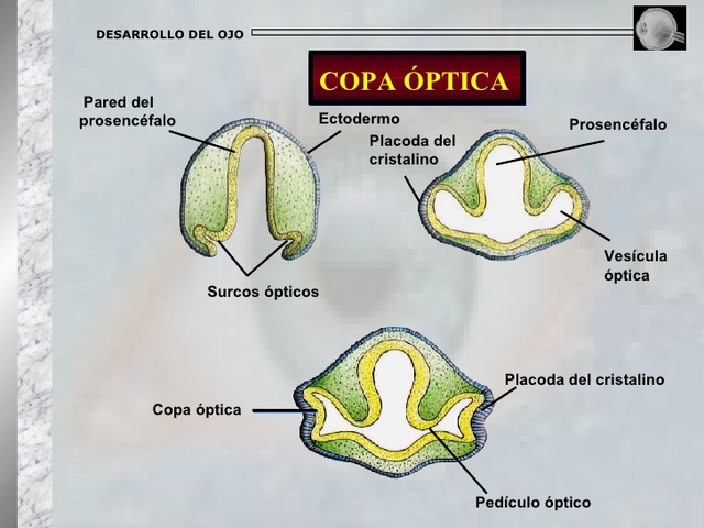 DESARROLLO EMBRIOLOGICO HUMANO timeline | Timetoast timelines