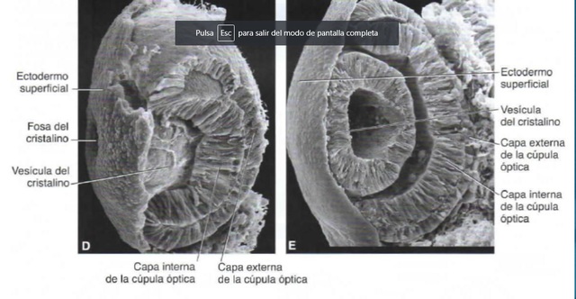 EMBRIOLOGÍA DEL OJO timeline | Timetoast timelines