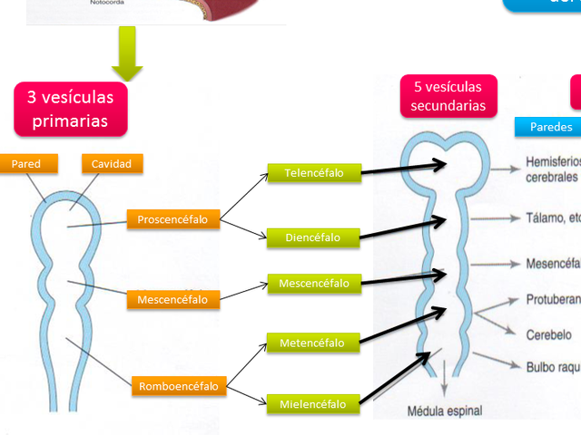 DESARROLLO EMBRIOLOGICO DEL OJO HUMANO timeline | Timetoast timelines