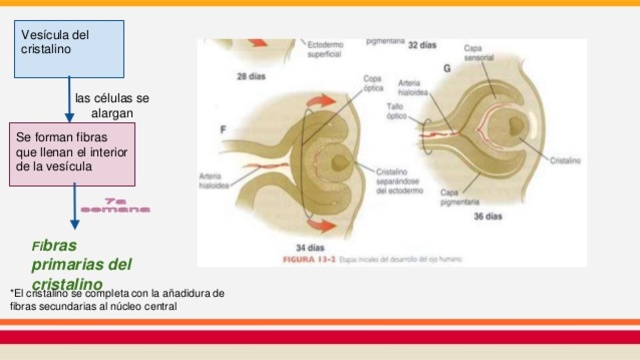 EMBRIOGENIA DEL OJO timeline | Timetoast timelines