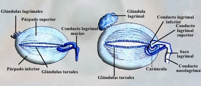 EMBRIOLOGÍA DEL OJO timeline | Timetoast timelines