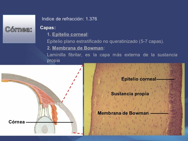 EMBRIOLOGÍA DEL OJO timeline | Timetoast timelines