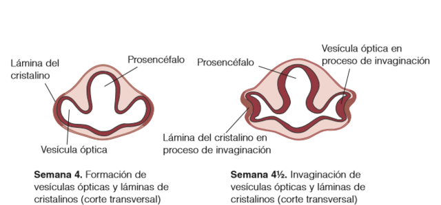 DESARROLLO EMBRIOLOGICO DEL OJO HUMANO timeline | Timetoast timelines