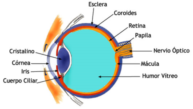 DESARROLLO EMBRIOLOGICO DEL OJO HUMANO timeline | Timetoast timelines