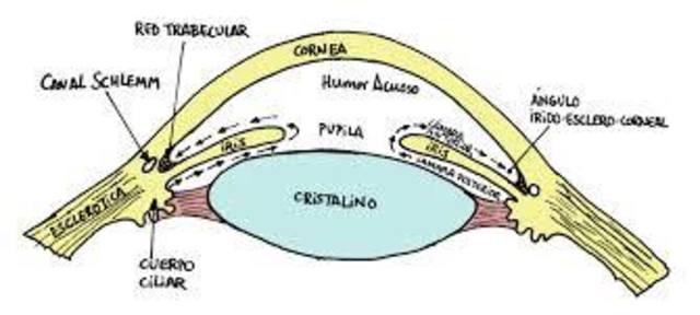 DESARROLLO EMBRIOLOGICO DEL OJO HUMANO timeline | Timetoast timelines