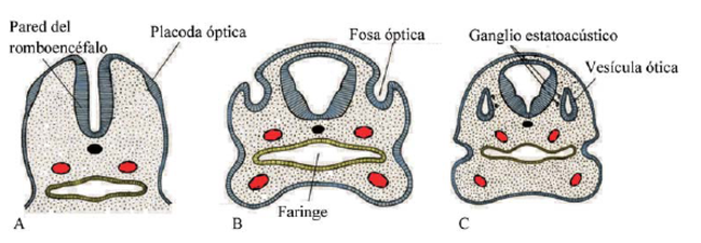 DESARROLLO EMBRIOLOGICO HUMANO timeline | Timetoast timelines