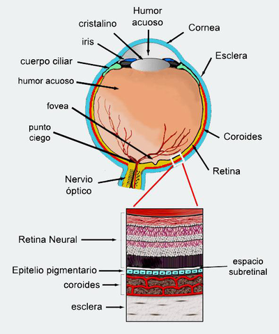 DESARROLLO DEL SISTEMA VISUAL HUMANO timeline | Timetoast timelines