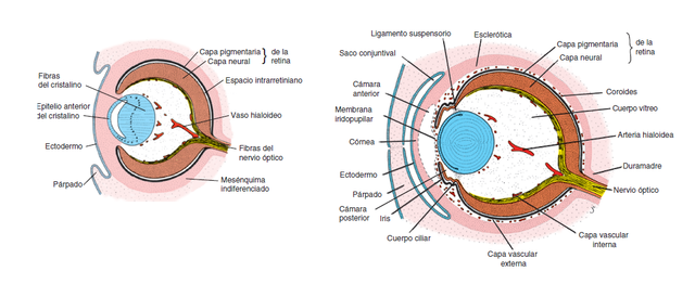 Embriología del ojo timeline | Timetoast timelines