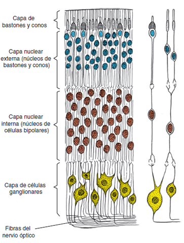 Embriología del ojo timeline | Timetoast timelines