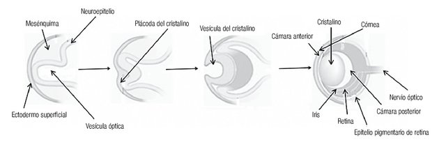 Desarrollo embrionario del ojo ocular timeline | Timetoast timelines