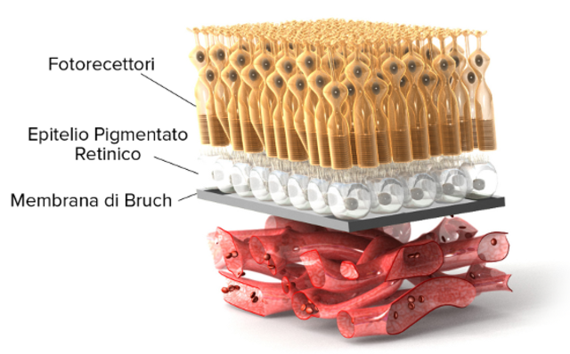 Desarrollo Embriologico del ojo timeline | Timetoast timelines