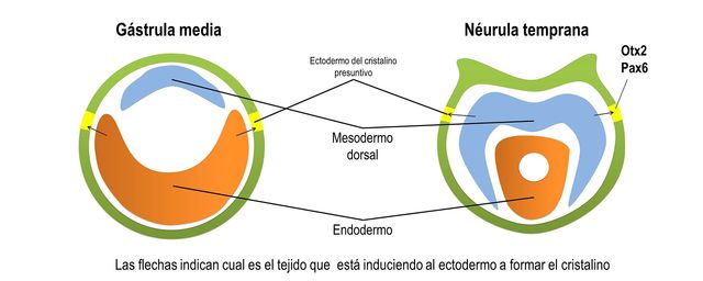 Embriologia del ojo humano timeline | Timetoast timelines