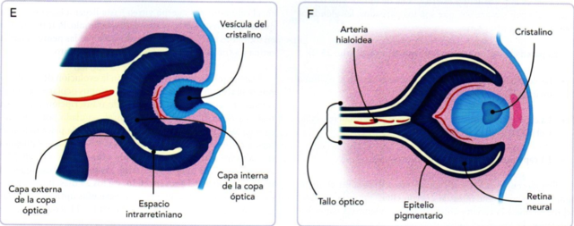 DESARROLLO EMBRIOLÓGICO DEL OJO HUMANO timeline | Timetoast timelines