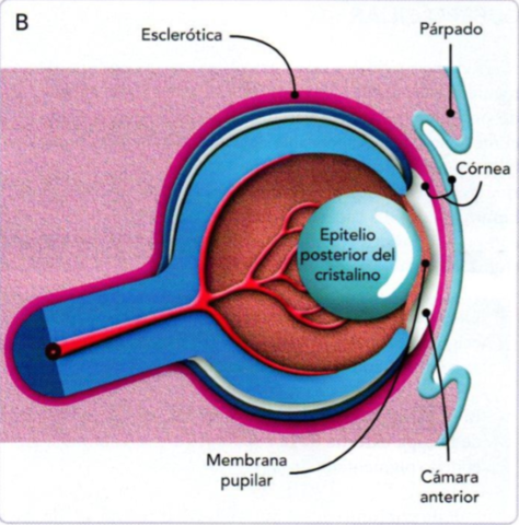 DESARROLLO EMBRIOLÓGICO DEL OJO HUMANO timeline | Timetoast timelines