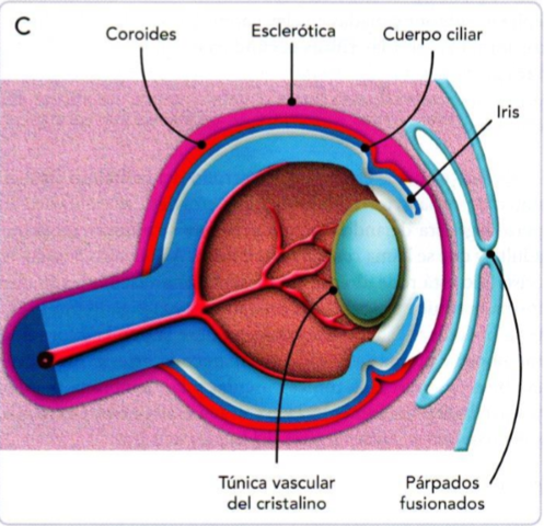 DESARROLLO EMBRIOLÓGICO DEL OJO HUMANO timeline | Timetoast timelines