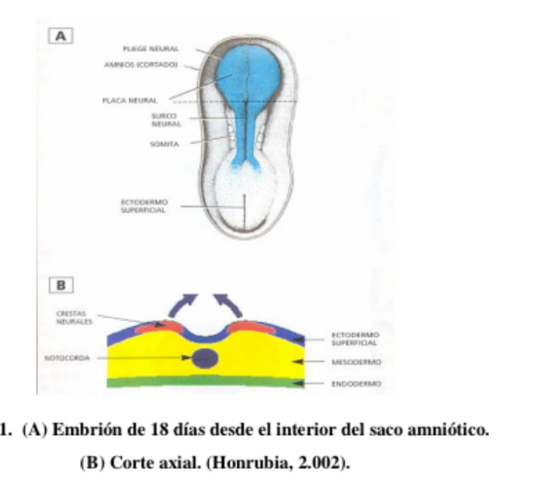 DESARROLLO EMBRIOLOGICO DEL GLOBO OCULAR timeline | Timetoast timelines