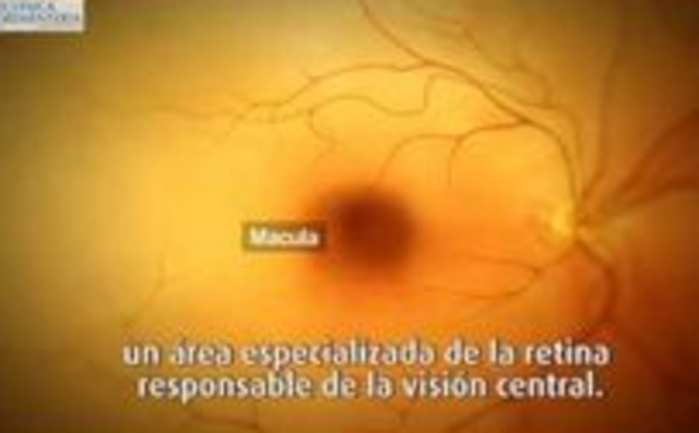 Embriología del ojo timeline | Timetoast timelines