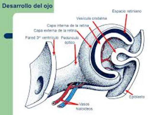 DESARROLLO EMBRIOLÓGICO DEL OJO HUMANO timeline | Timetoast timelines