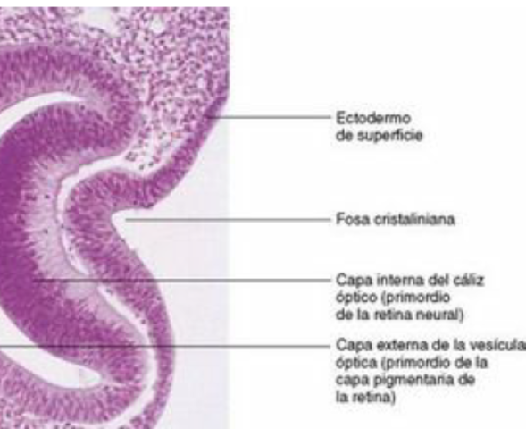 desarrollo embriologico del ojo timeline | Timetoast timelines