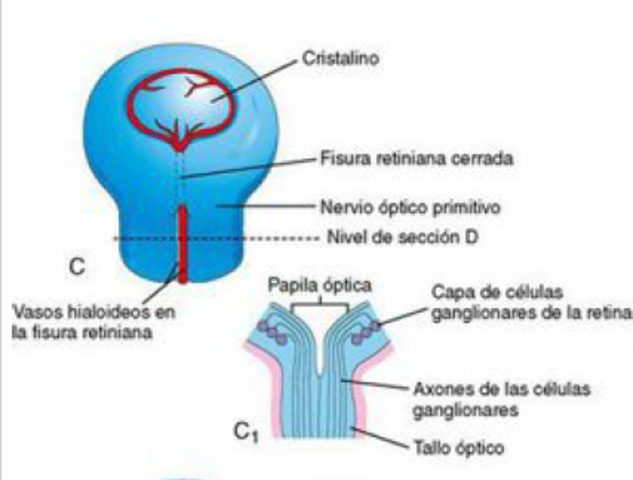 desarrollo embriologico del ojo timeline | Timetoast timelines