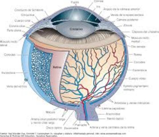 DESARROLLO EMBRIOLÓGICO DEL OJO HUMANO timeline | Timetoast timelines