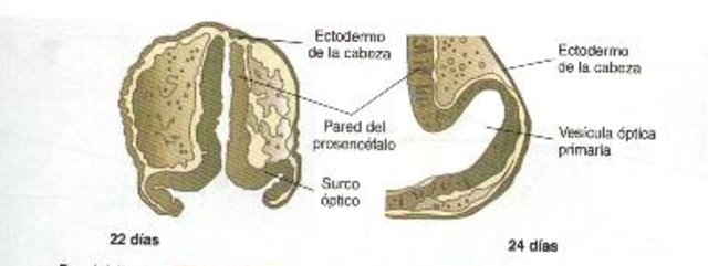 DESARROLLO EMBRIOLOGICO DEL GLOBO OCULAR timeline | Timetoast timelines