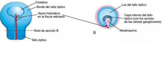 desarrollo embriologico del ojo timeline | Timetoast timelines