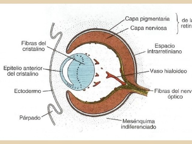 Desarrollo embrionario del ojo ocular timeline | Timetoast timelines