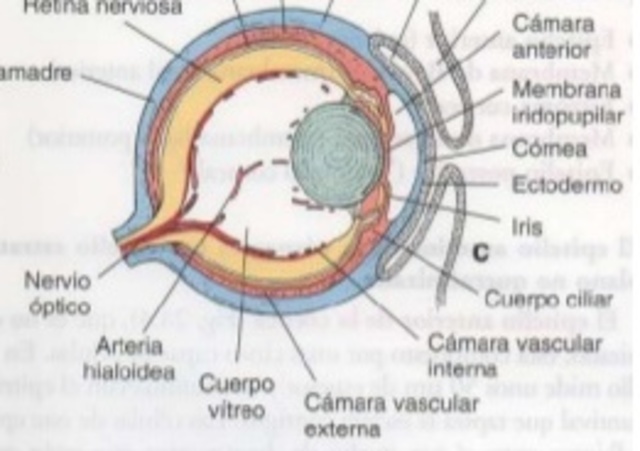 Desarrollo ebriológico del ojo timeline | Timetoast timelines