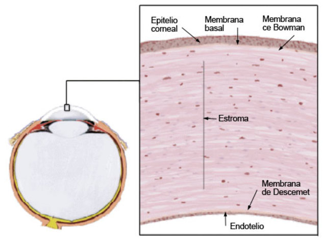 Desarrollo Embriologico del ojo timeline | Timetoast timelines