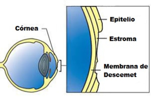 DESARROLLO EMBRIOLOGICO DEL GLOBO OCULAR timeline | Timetoast timelines