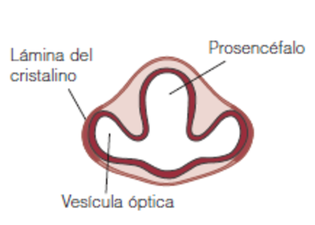 Embriologia del Ojo timeline | Timetoast timelines
