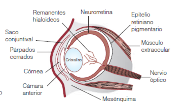 Embriologia del Ojo timeline | Timetoast timelines