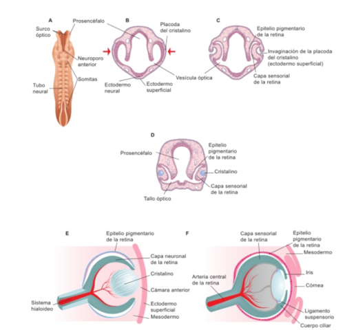 DESARROLLO EMBRIOLOGICO DEL GLOBO OCULAR timeline | Timetoast timelines