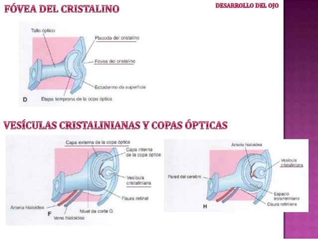 DESARROLLO EMBRIOLOGICO DEL OJO HUMANO. Violeta Cortez Gonzalez ...