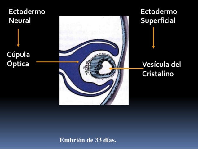 desarrollo embriológico del ojo timeline | Timetoast timelines