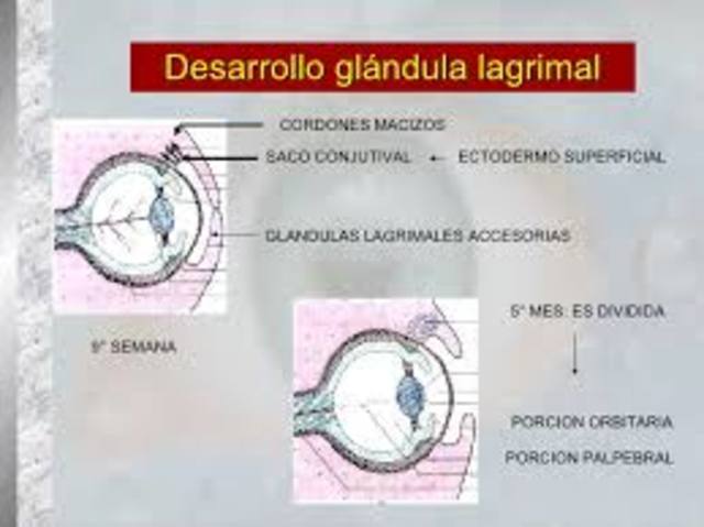 desarrollo embriológico del ojo timeline | Timetoast timelines