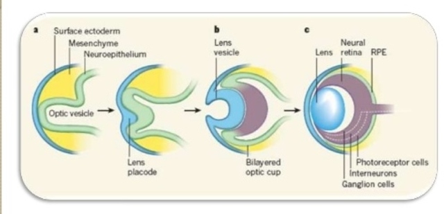 Embriología del ojo timeline | Timetoast timelines