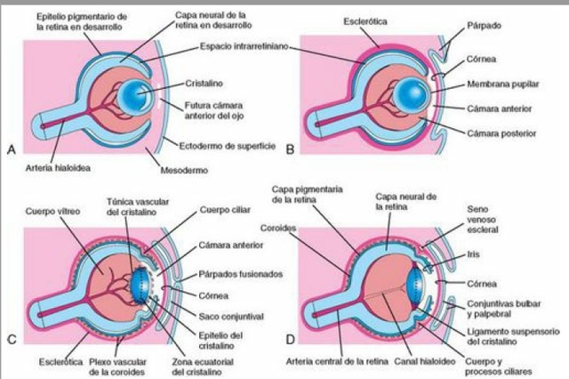 desarrollo embrionario del ojo humano timeline | Timetoast timelines