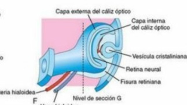 DESARROLLO EMBRIONARIO DEL OJO timeline | Timetoast timelines