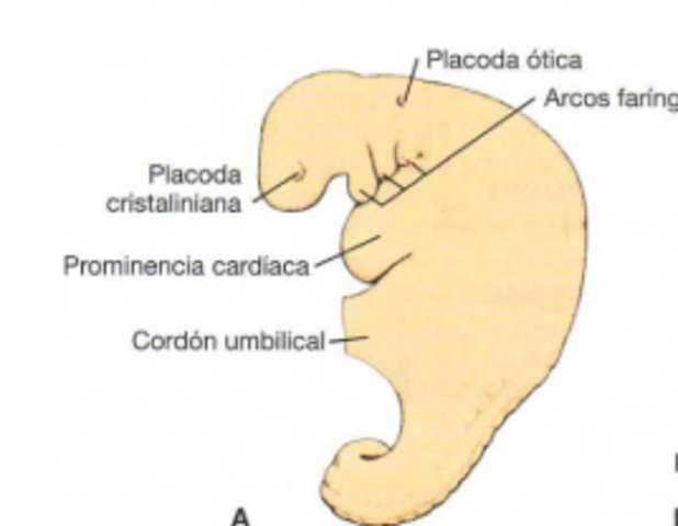 Embriología del ojo timeline | Timetoast timelines