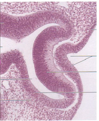 Embriología del ojo timeline | Timetoast timelines