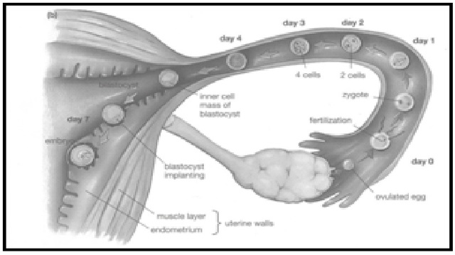 Fecundación y desarrollo Embrionario timeline | Timetoast timelines