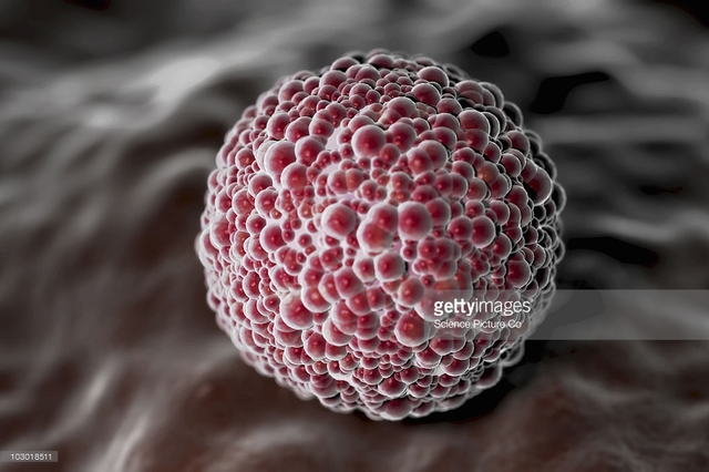 Desarrollo humano timeline | Timetoast timelines