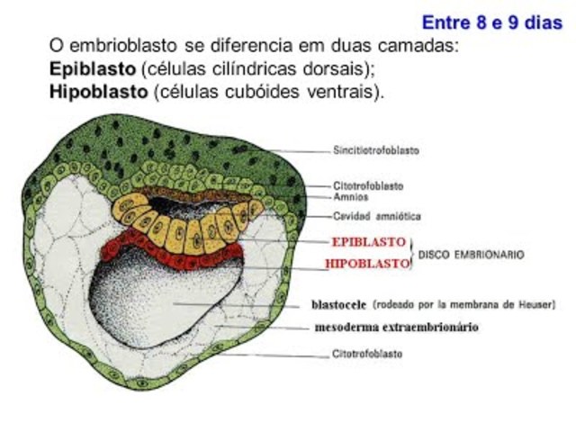 Desarrollo humano timeline | Timetoast timelines