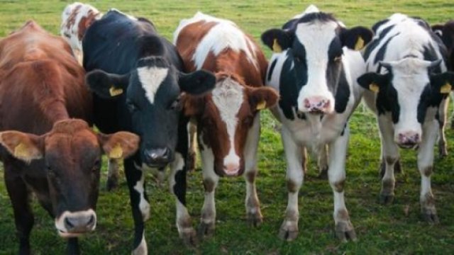 animal domestication timeline | Timetoast timelines